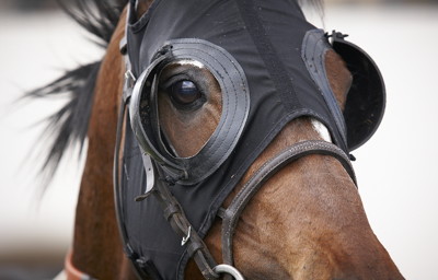 Blinkers In Horse Racing – Do They Influence Performance ...